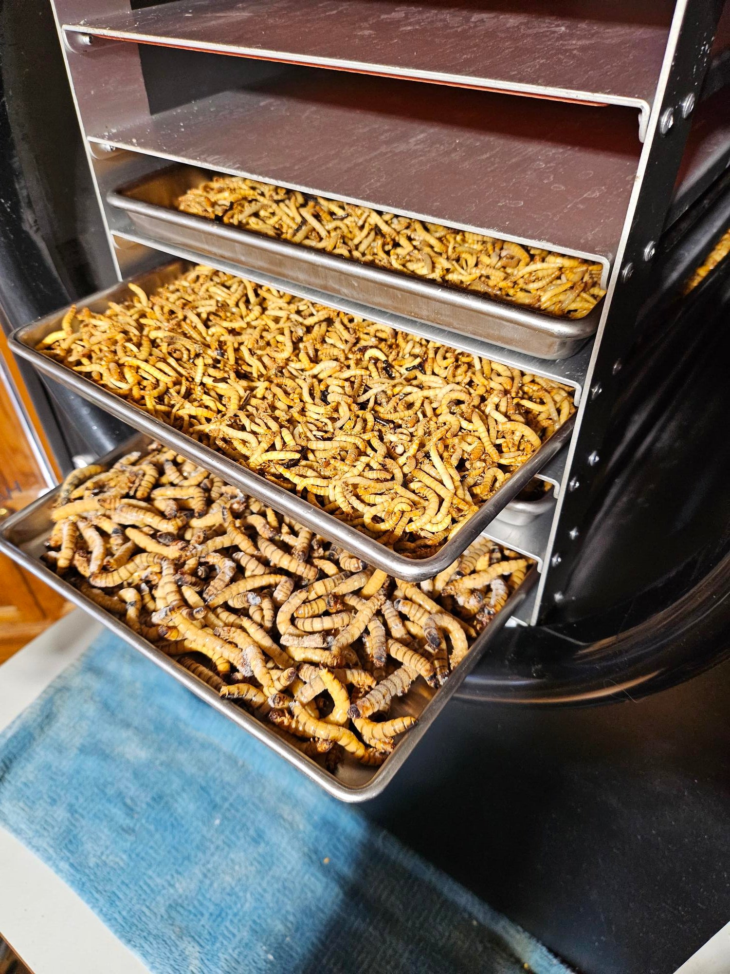 Why First-Time Pet Owners Should Choose Freeze-Dried Super Worms: 5 Ke